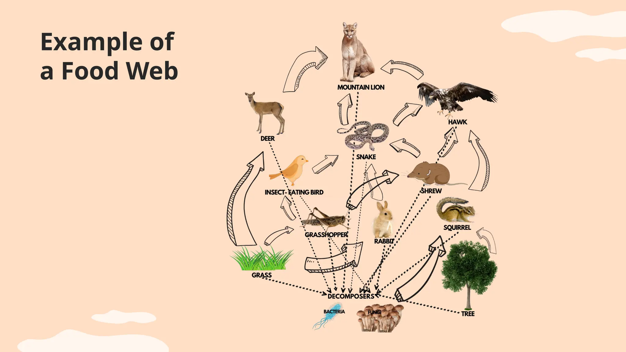 Food Chain & Food Web - This PowerPoint presentation discusses about ...