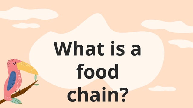 Food Chain & Food Web - This PowerPoint presentation discusses about ...