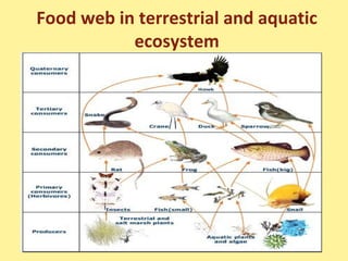 Aquatic Ecosystem Food Web