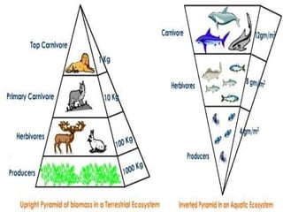 Animal Ecosystem Cycle