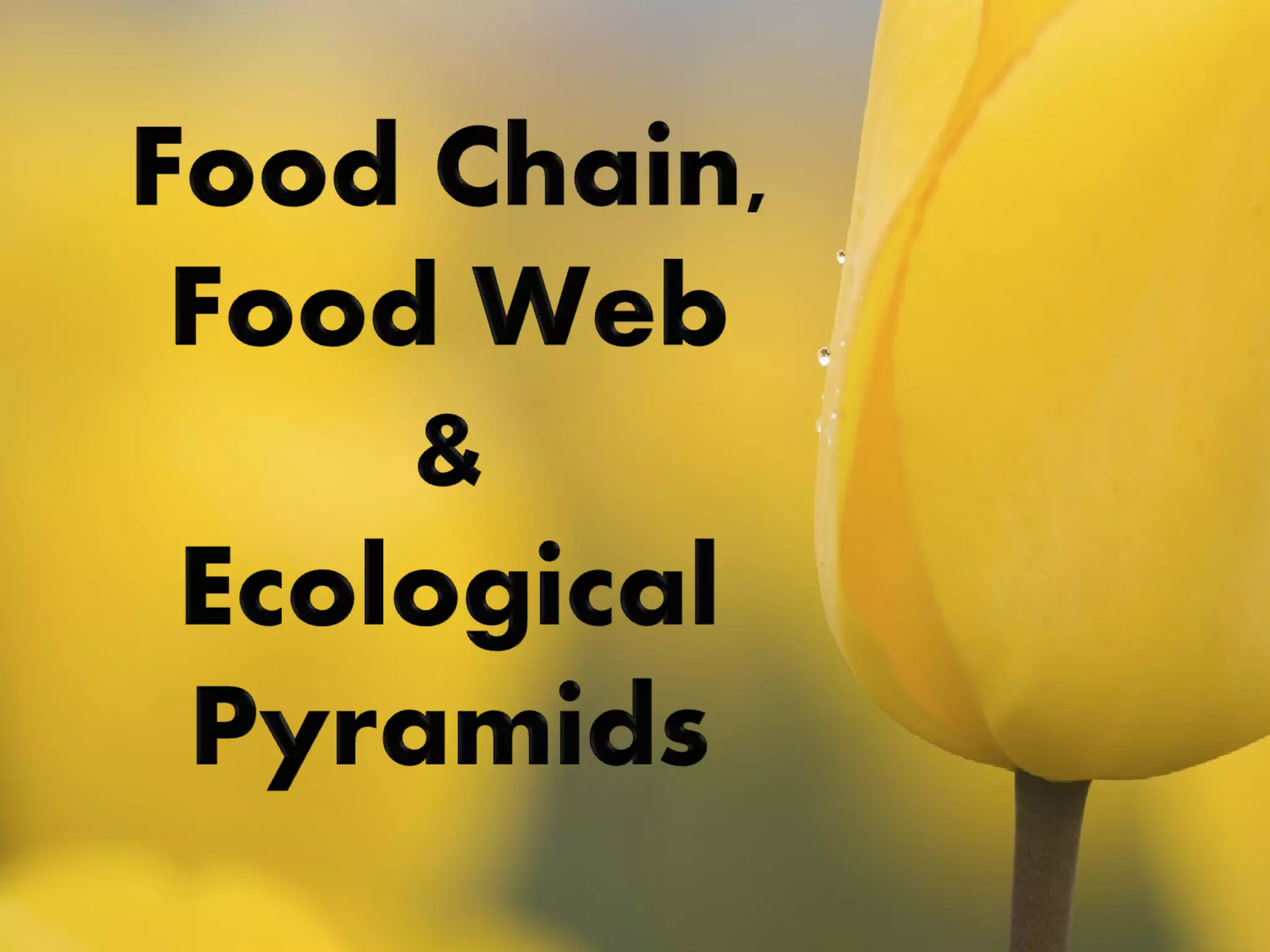 Food chain,food web and ecological pyramids | PPT