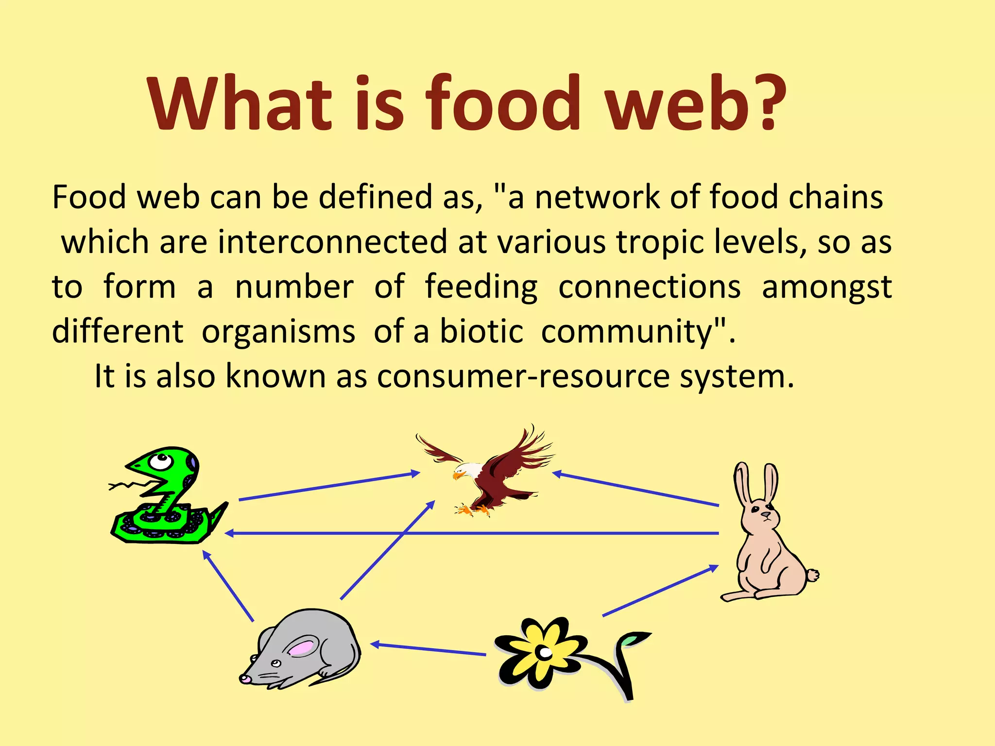 Food chain,food web and ecological pyramids | PPT