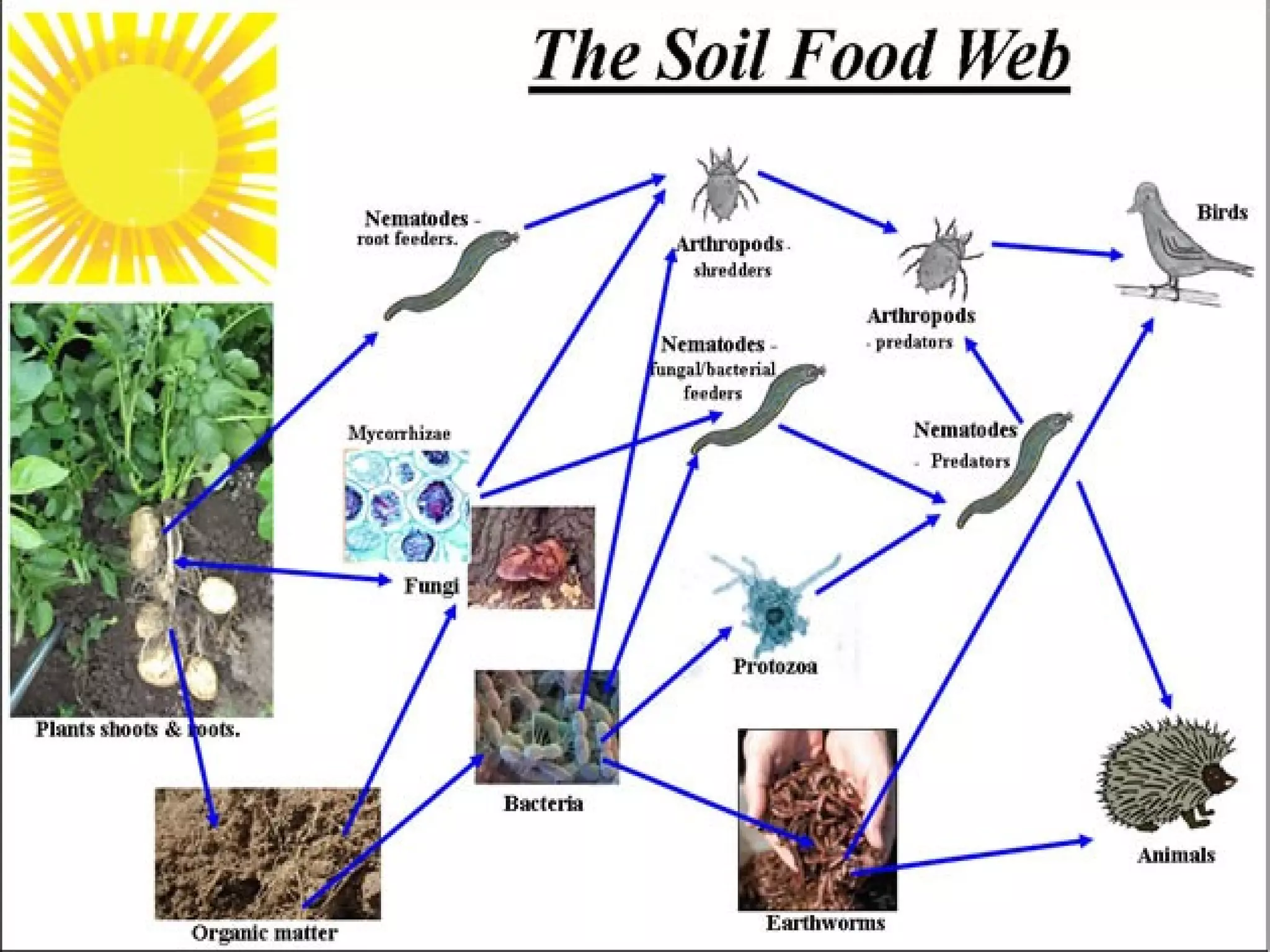 Food chain,food web and ecological pyramids | PPT