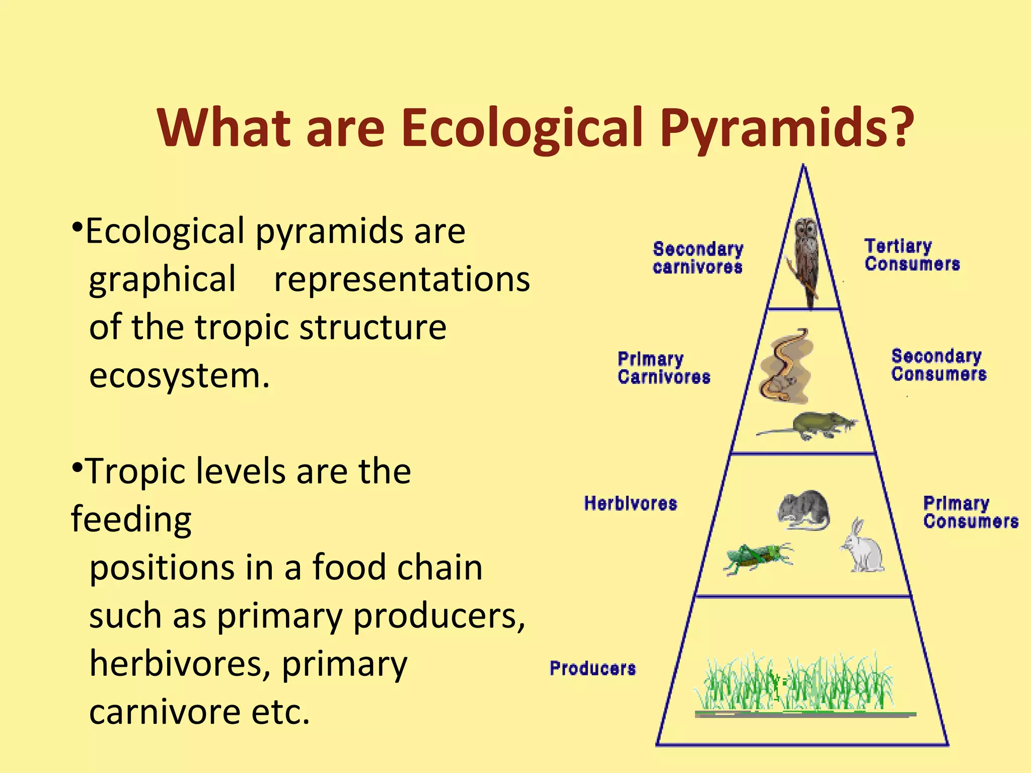 Food chain,food web and ecological pyramids | PPT