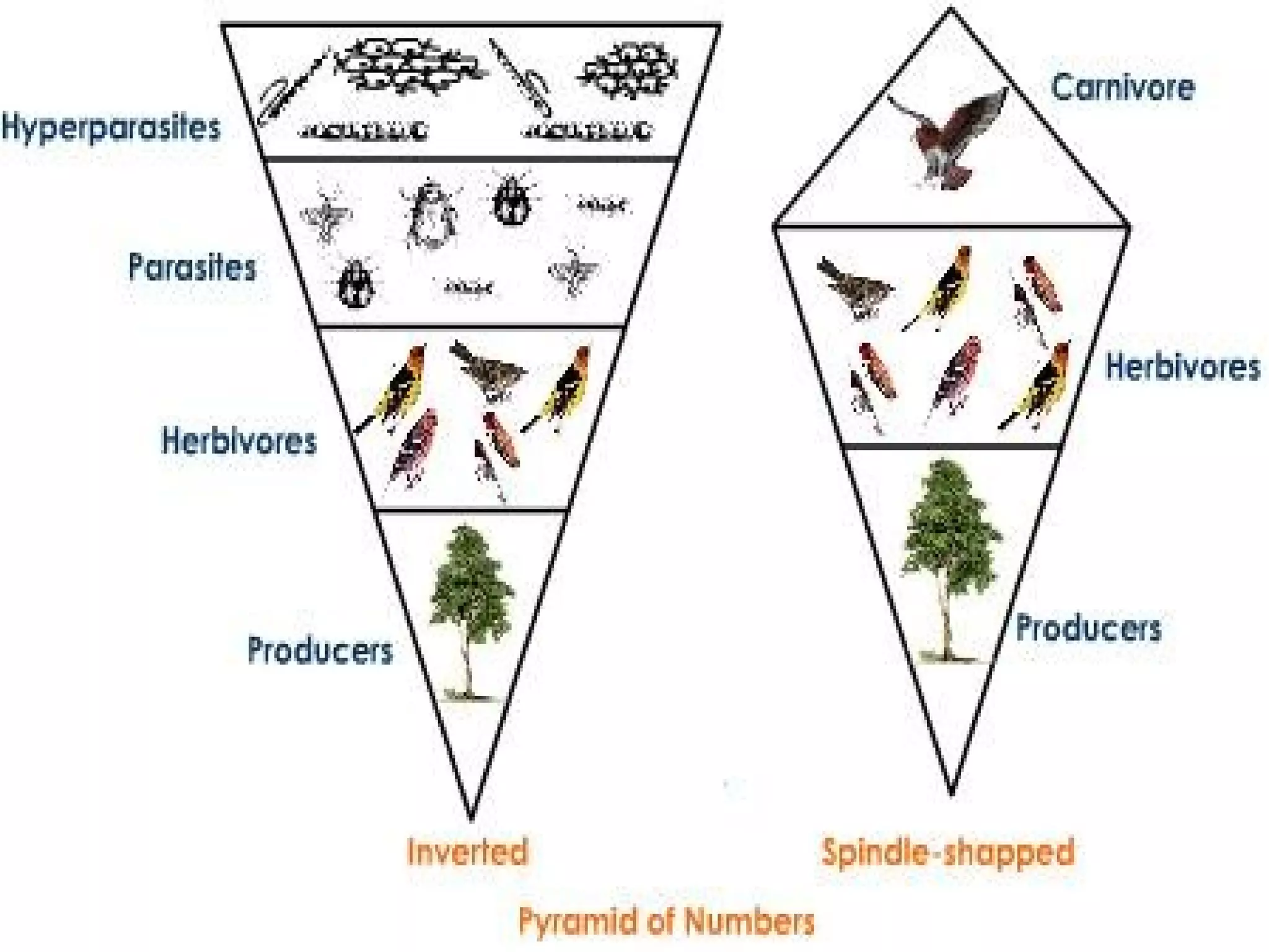 Food chain,food web and ecological pyramids | PPT