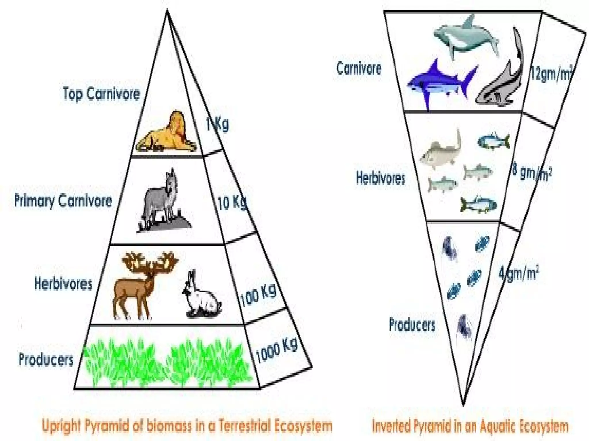 Food chain,food web and ecological pyramids | PPT