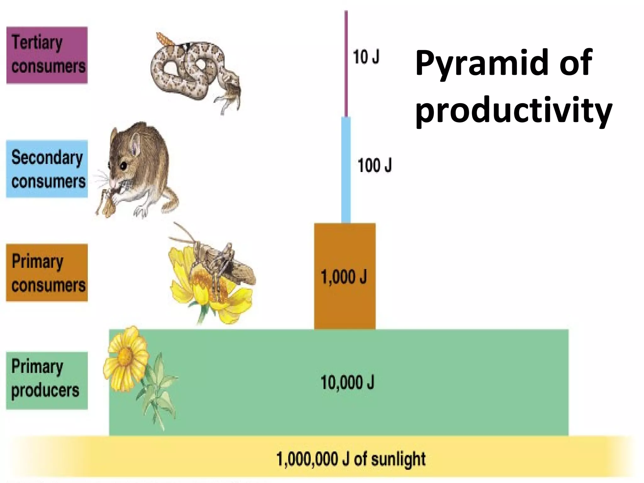 Food chain,food web and ecological pyramids | PPT
