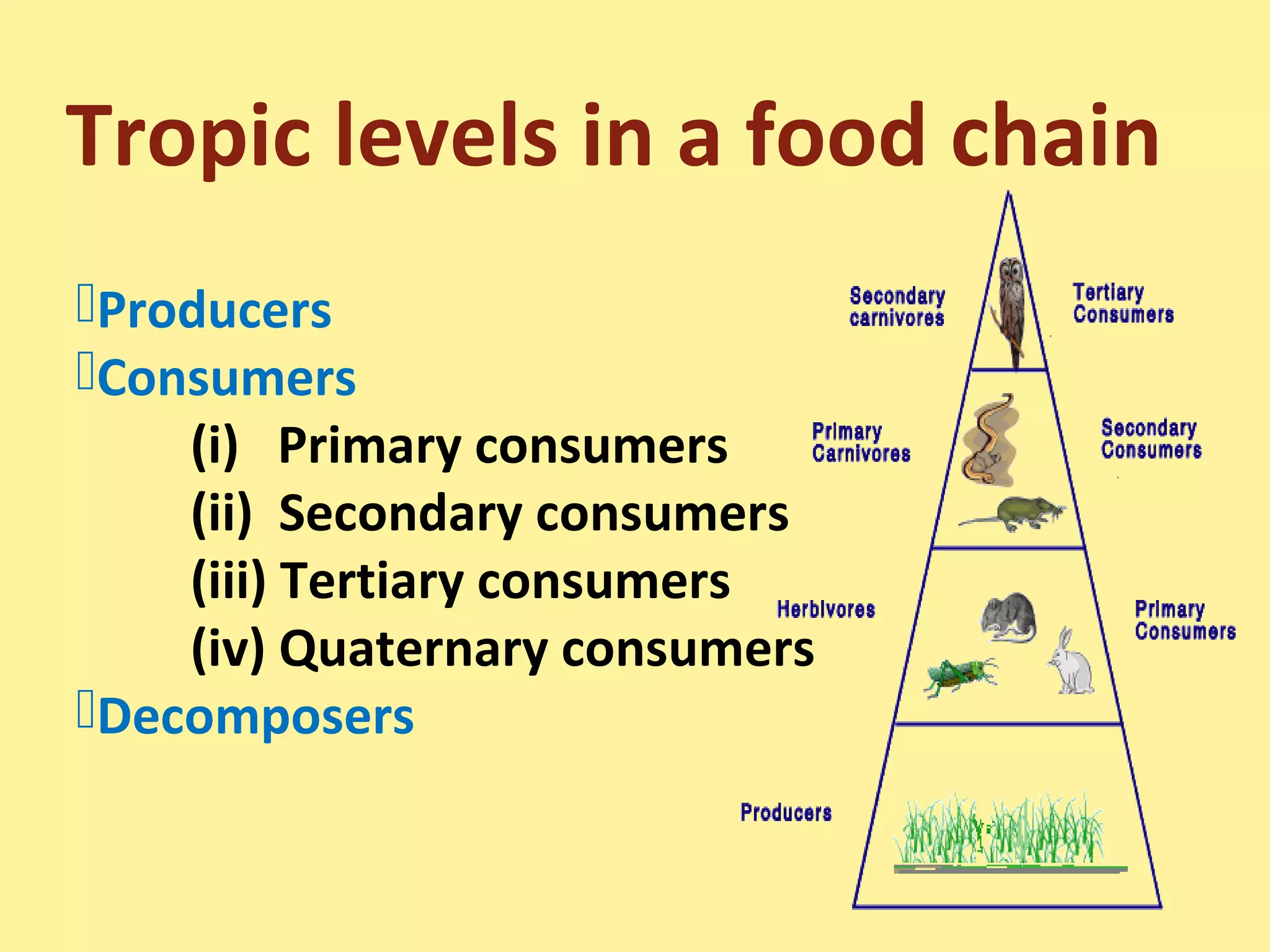 Food chain,food web and ecological pyramids | PPT