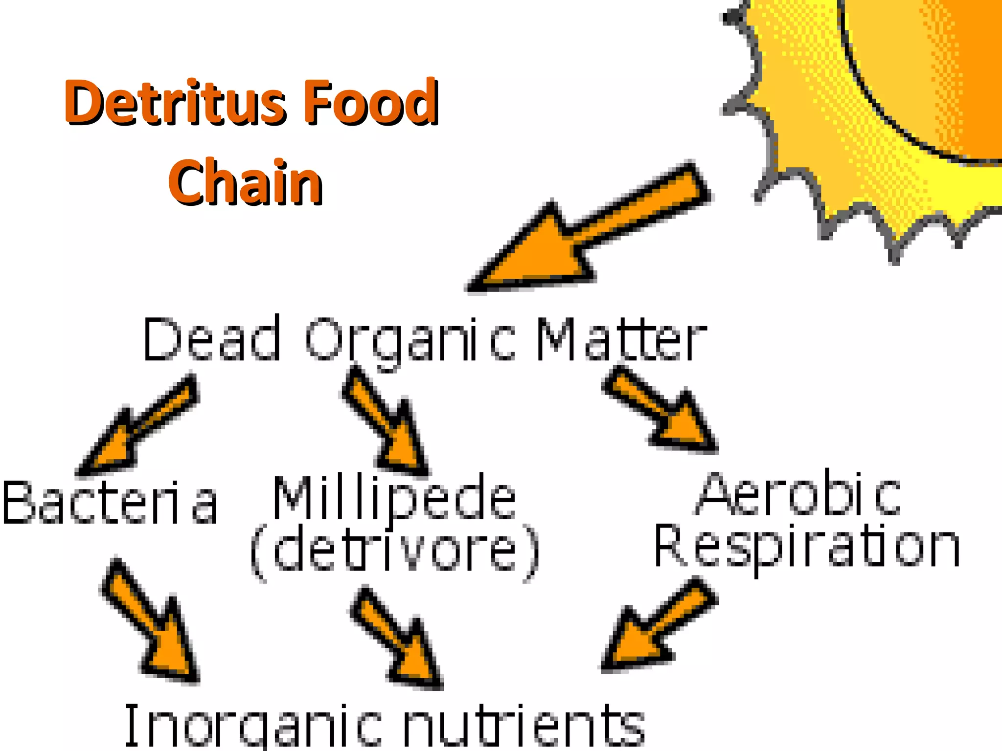 Food chain,food web and ecological pyramids | PPT