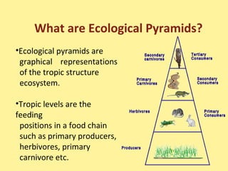 Food chain,food web and ecological pyramids | PPT