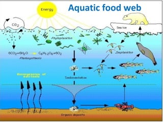 Aquatic Ecosystem Food Web