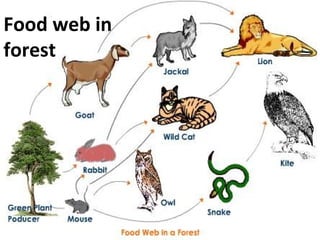 Forest Food Pyramid