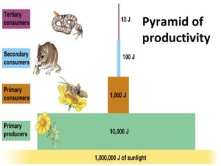 Pyramid Of Productivity