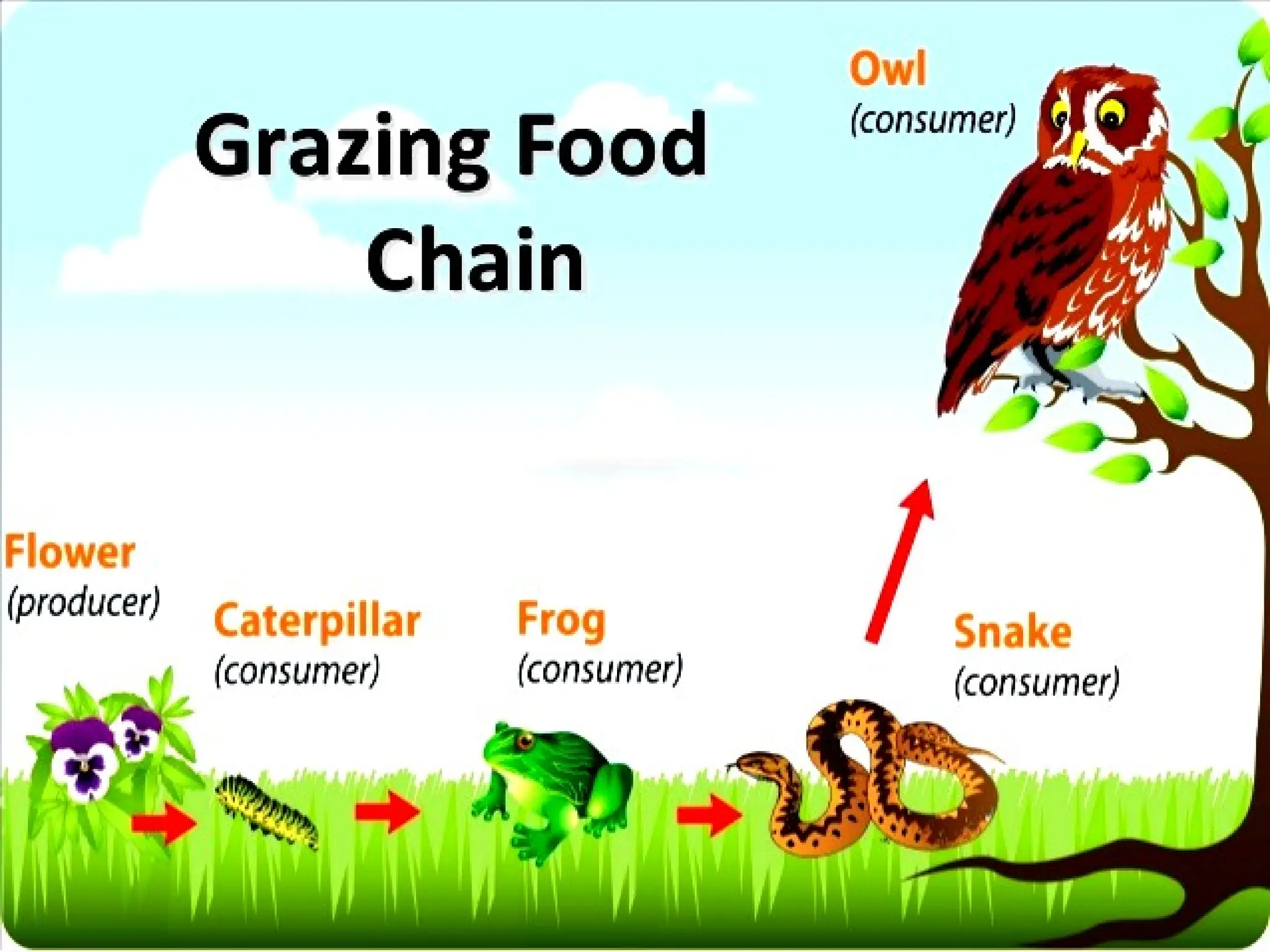FOOD CHAIN, FOOD WEB AND ECOLOGICAL PYRAMIDS.pptx