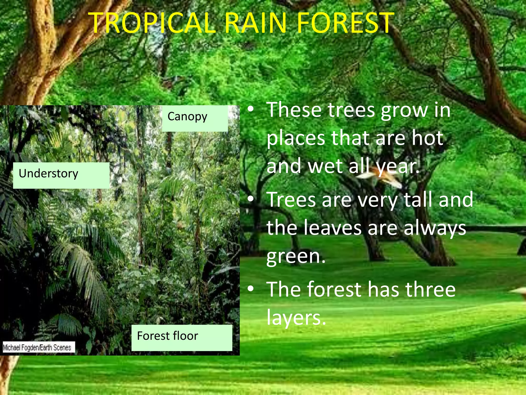 Food chain,food web, forest ecosystem | PPTX