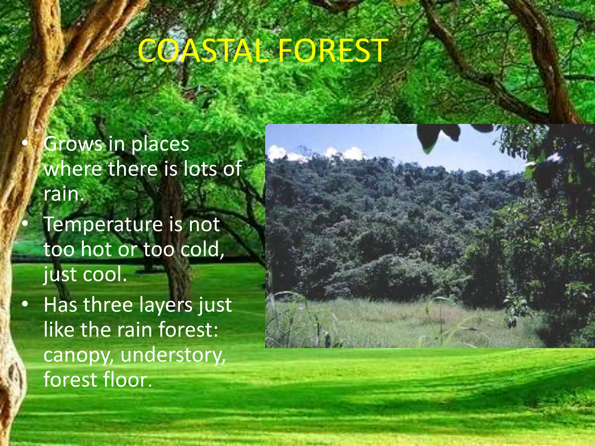 Food chain,food web, forest ecosystem | PPTX