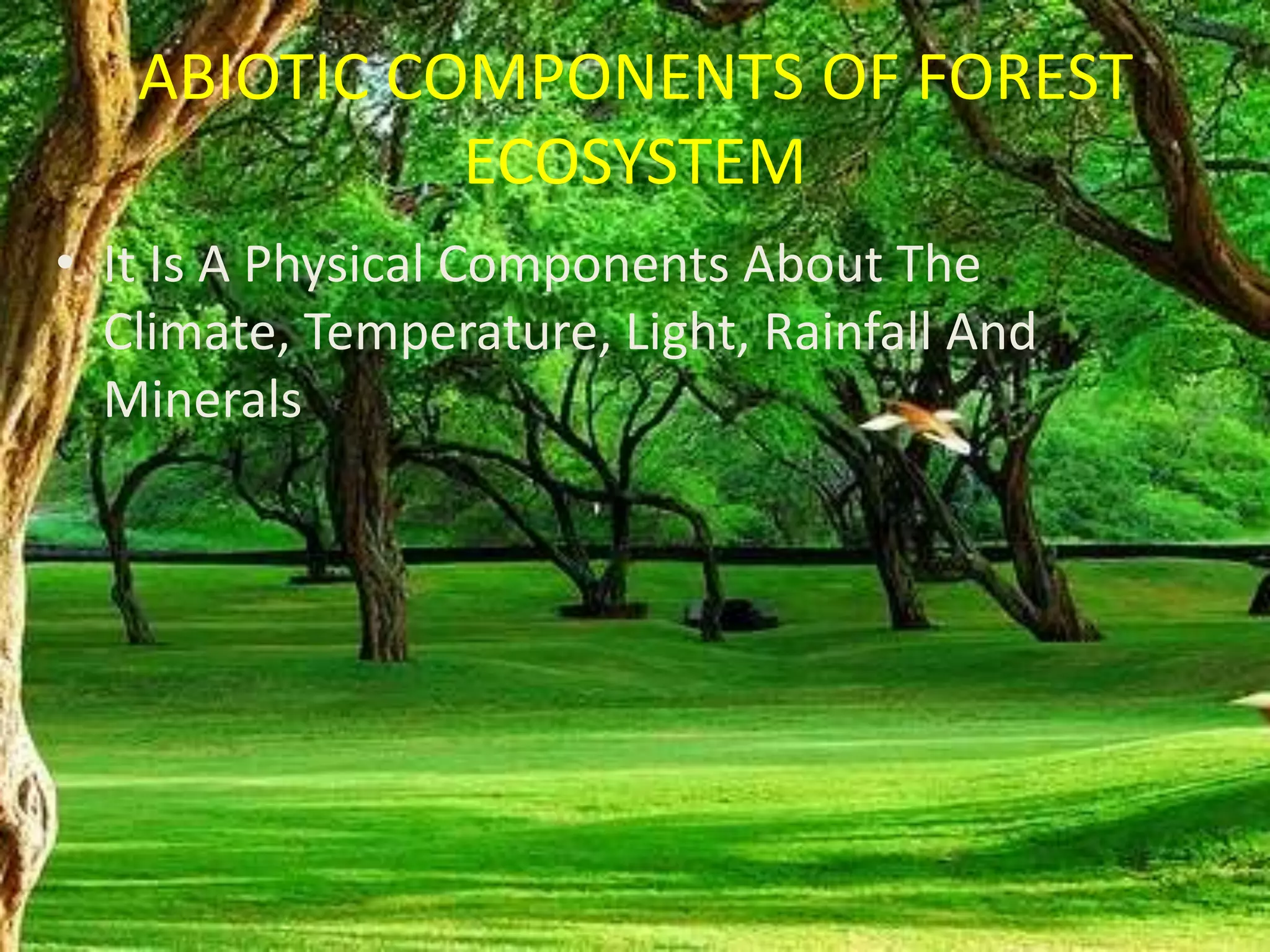 Food chain,food web, forest ecosystem | PPTX
