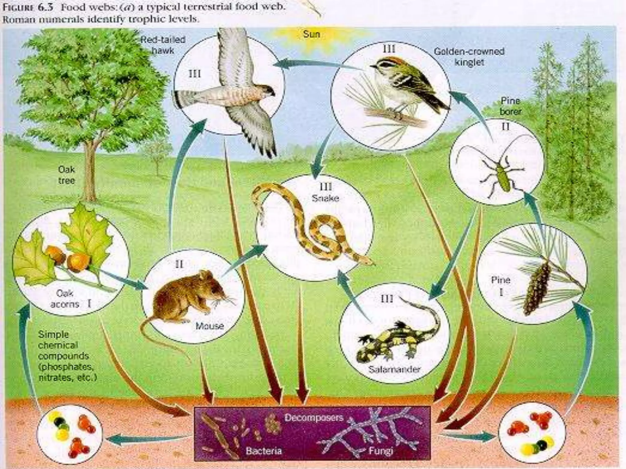 Food chain,food web, forest ecosystem | PPTX