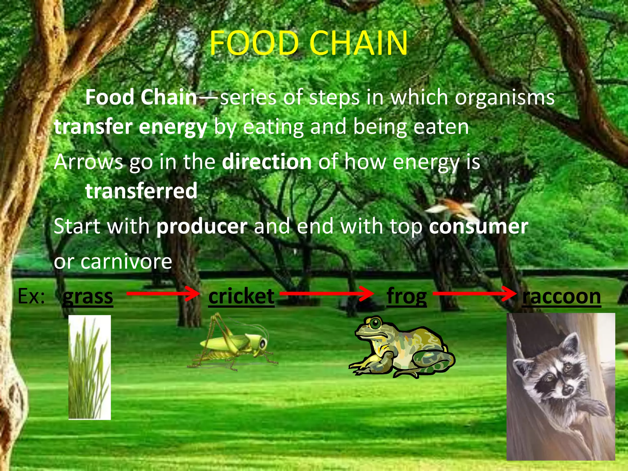 Food chain,food web, forest ecosystem | PPTX