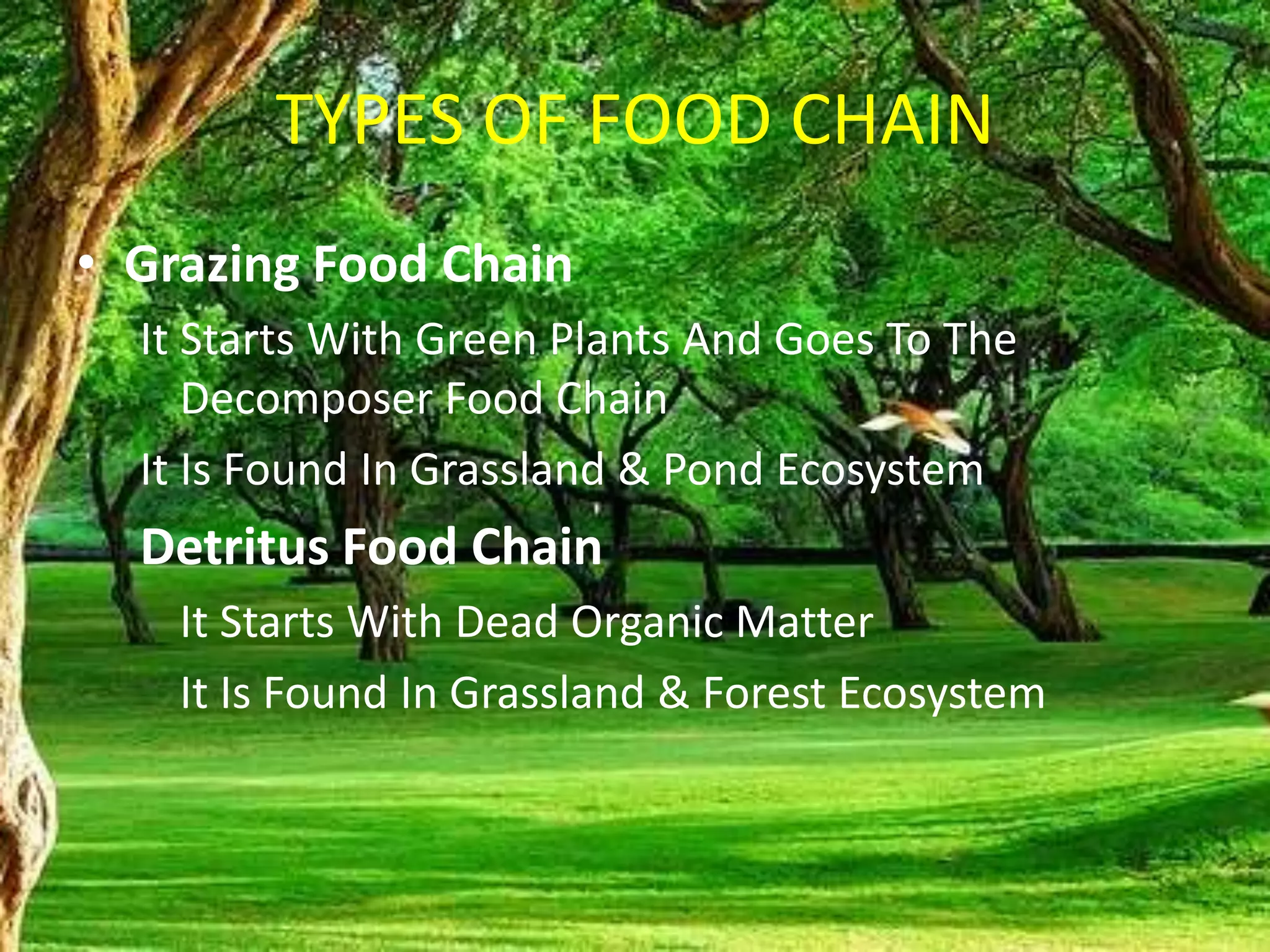 Food chain,food web, forest ecosystem | PPTX