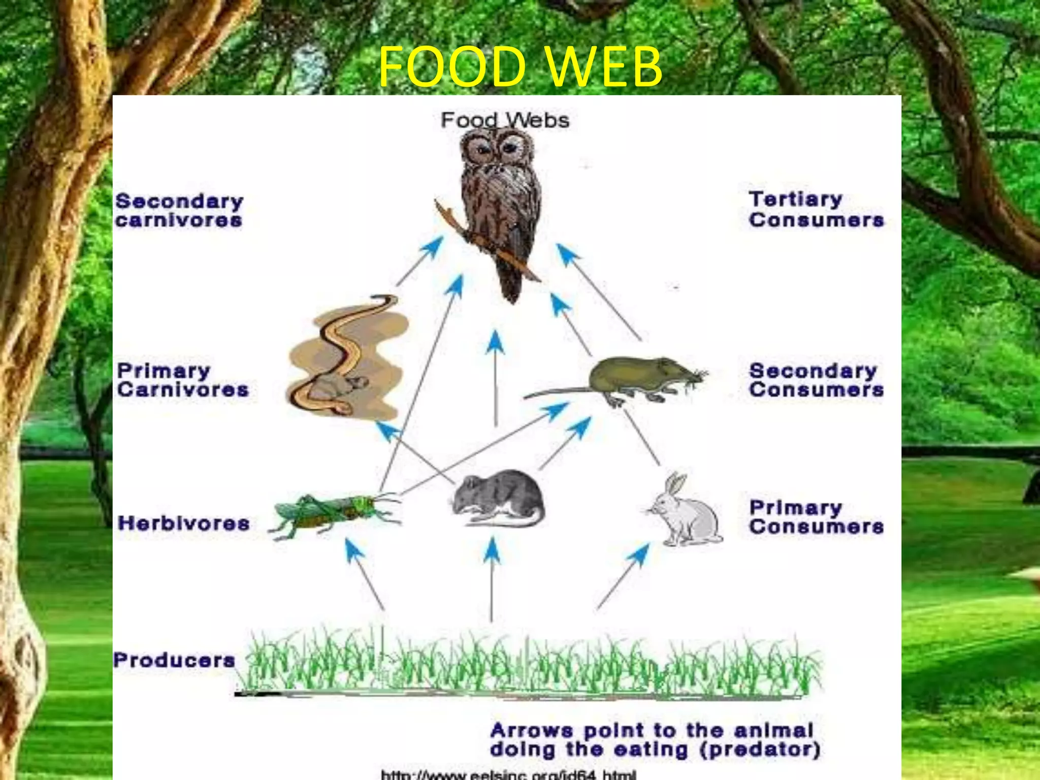 Food chain,food web, forest ecosystem | PPTX