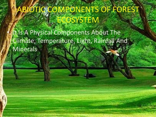 Food chain,food web, forest ecosystem | PPT