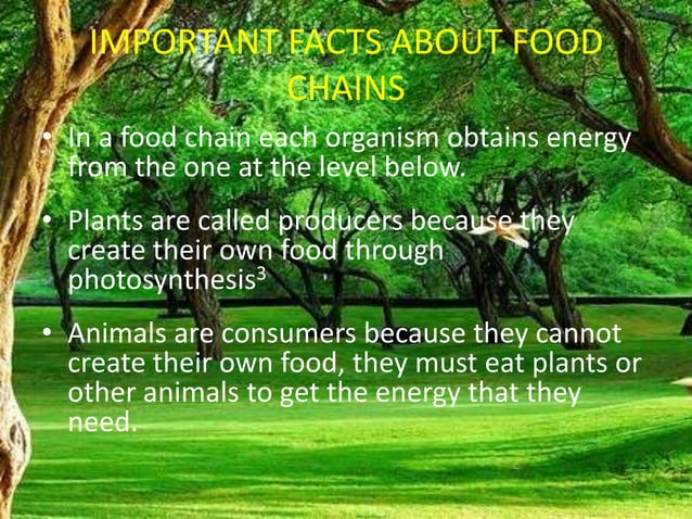 Food chain,food web, forest ecosystem | PPTX | Geography | Science