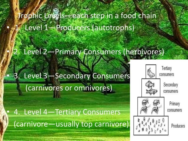 Food chain,food web, forest ecosystem | PPT