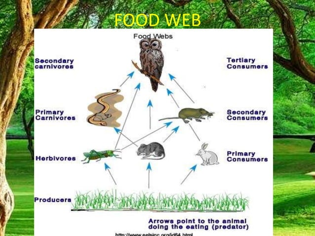 Food chain,food web, forest ecosystem | PPTX | Geography | Science