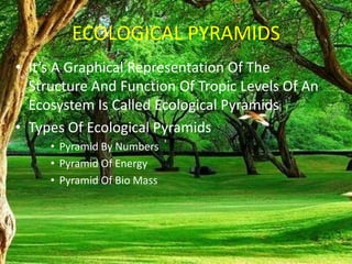 Food chain,food web, forest ecosystem | PPTX