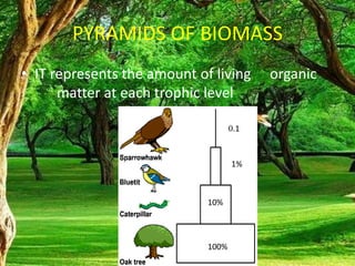 Forest Ecosystem Food Pyramid