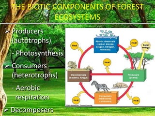 Forest Ecosystem Diagram With Decomposers