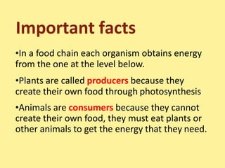 Food chain, food wed | PPTX