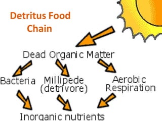 Food chain, food wed | PPT