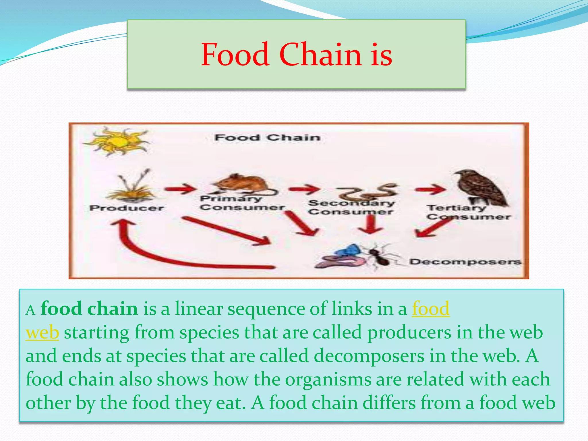 Food chain | PPTX