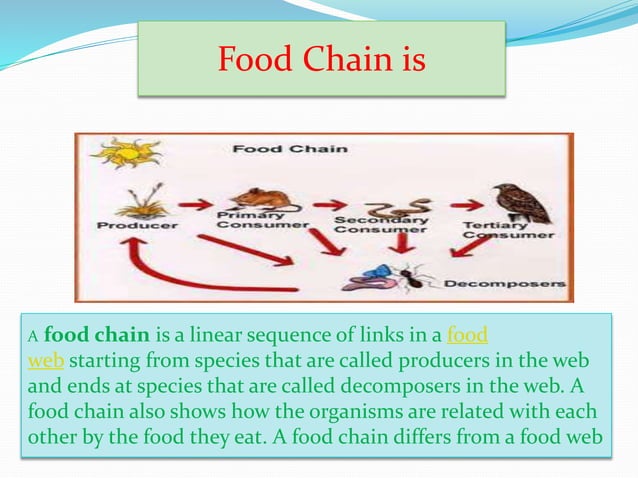 Food chain | PPTX