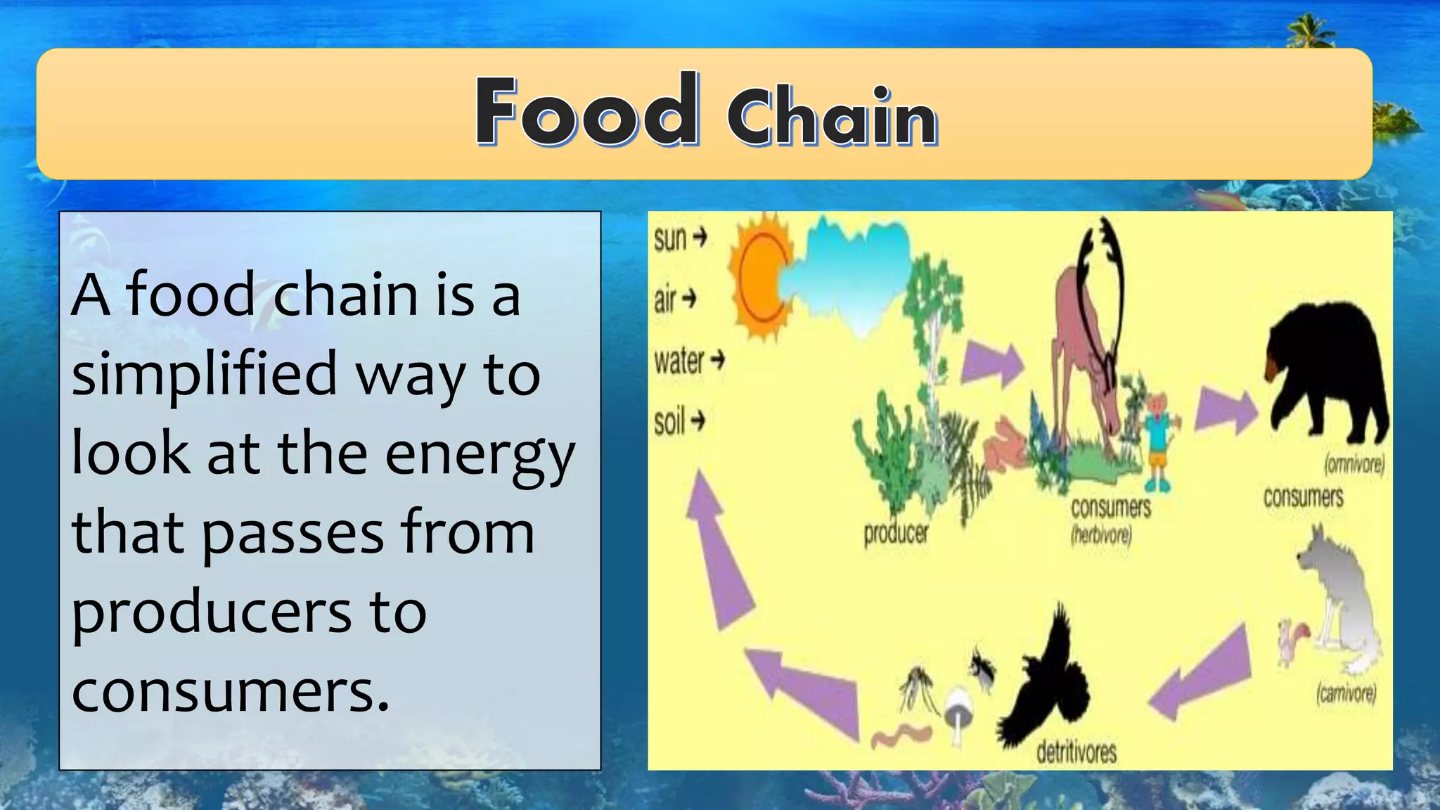 food chain ppt.pptx
