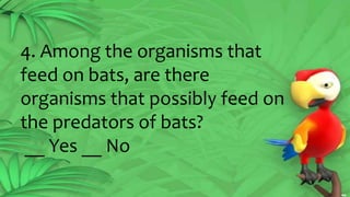 food chain ppt.pptx
