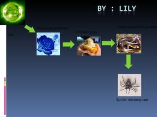 Food chain project 2010 final | PPT