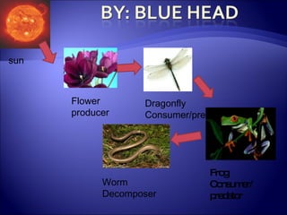 Food chain project 2010 final | PPT