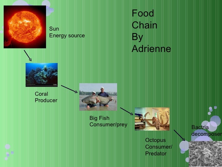 Food chain project 2010 final
