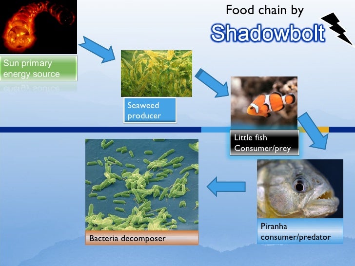 Piranha Food Web