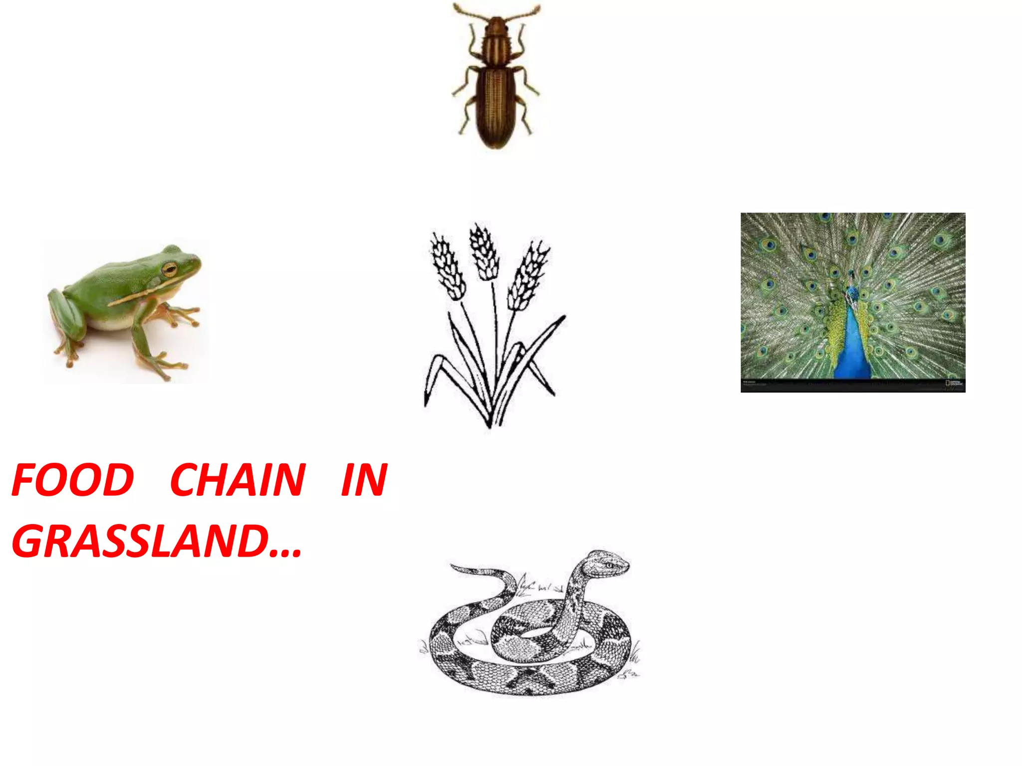 Food chain rash 1 | PPT