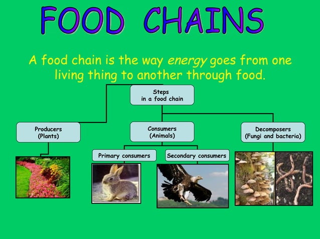Food Chains | PPT