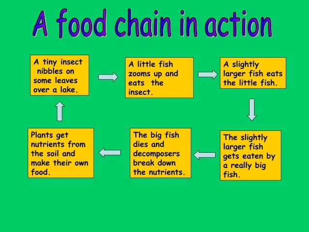 Food Chains | PPT