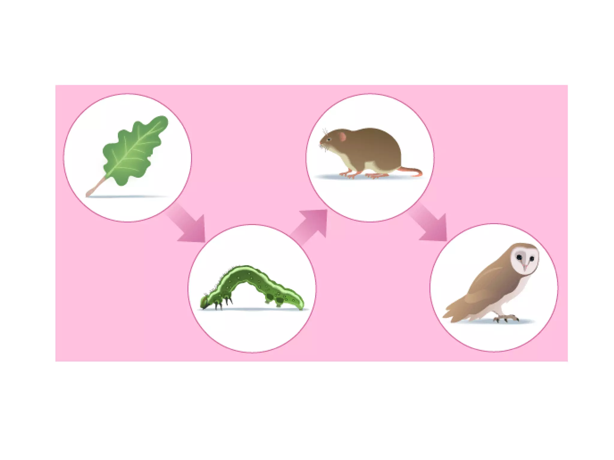 Food chains ks2 | PPT