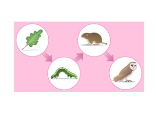 Food chains ks2 | PPT