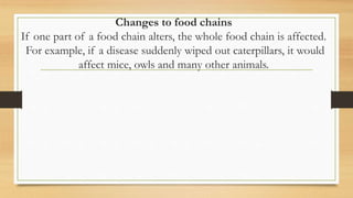 FOOD CHAINS UNIT 3 YEAR 3 | PPTX