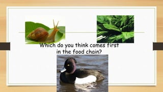 FOOD CHAINS UNIT 3 YEAR 3 | PPTX