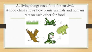 FOOD CHAINS UNIT 3 YEAR 3 | PPTX